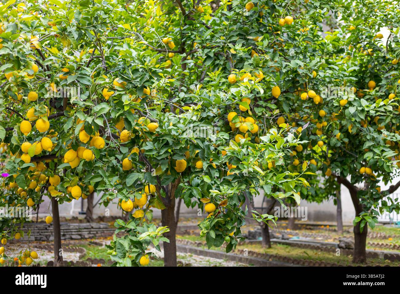 A vibrant orchard features lemon trees heavy with ripe yellow fruit ...