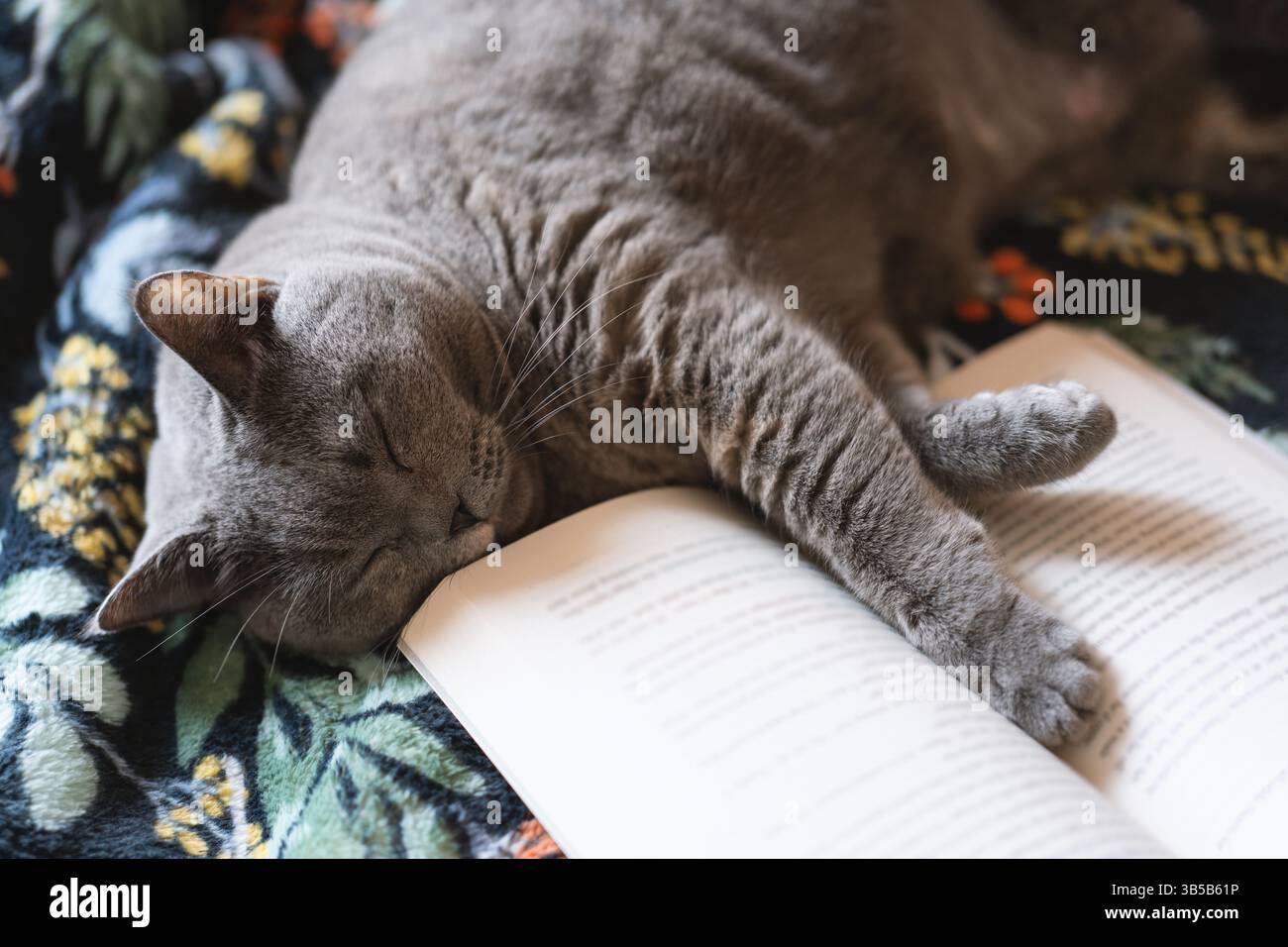 British shorthair blue cat, like a student reviewing for an exam ...