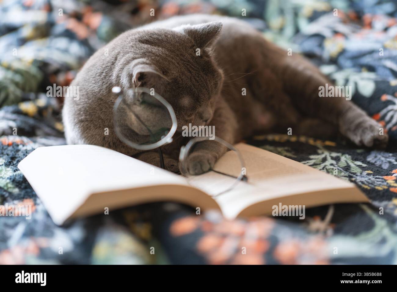 British shorthair blue cat, like a student reviewing for an exam ...