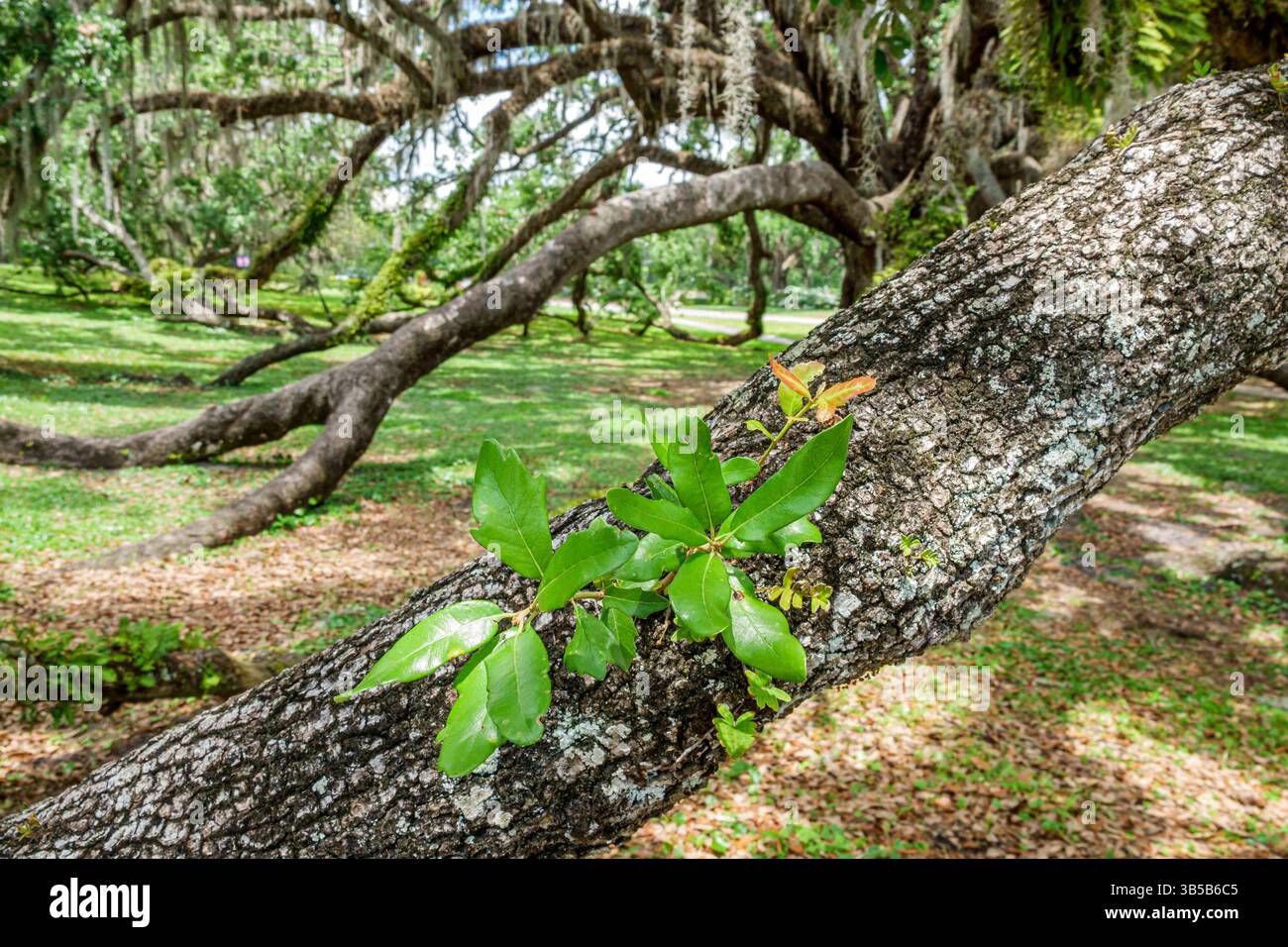 Grounds giant live oak tree branches hi-res stock photography and ...