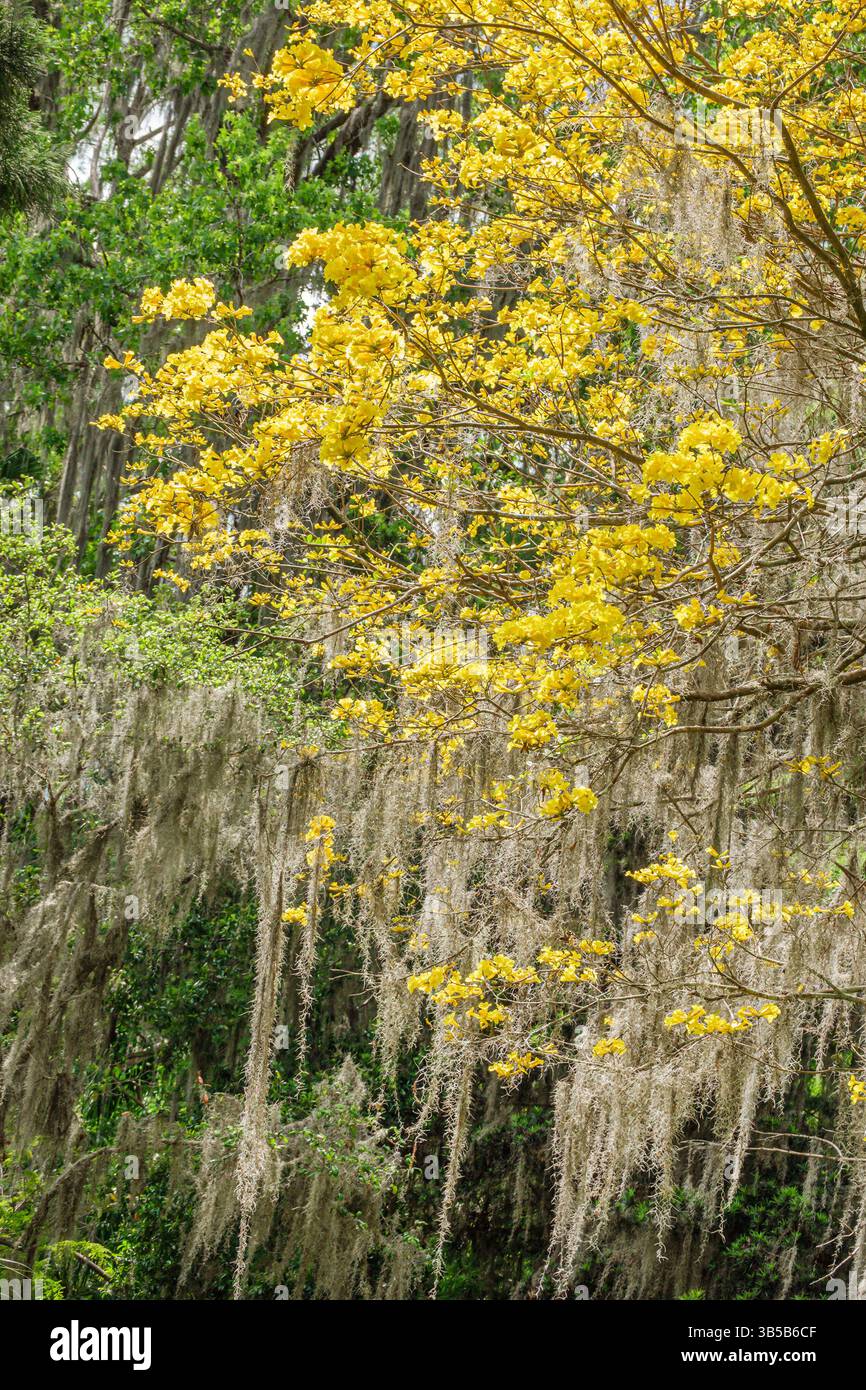Orlando Florida,Harry P Leu Gardens,botanical garden,Tabebuia ...