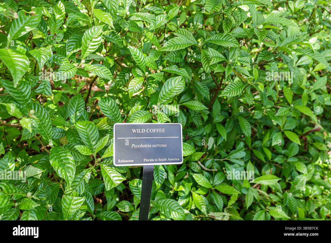 Lake Wales Florida,Bok Tower Gardens,outdoor garden grounds,Wild Coffee ...