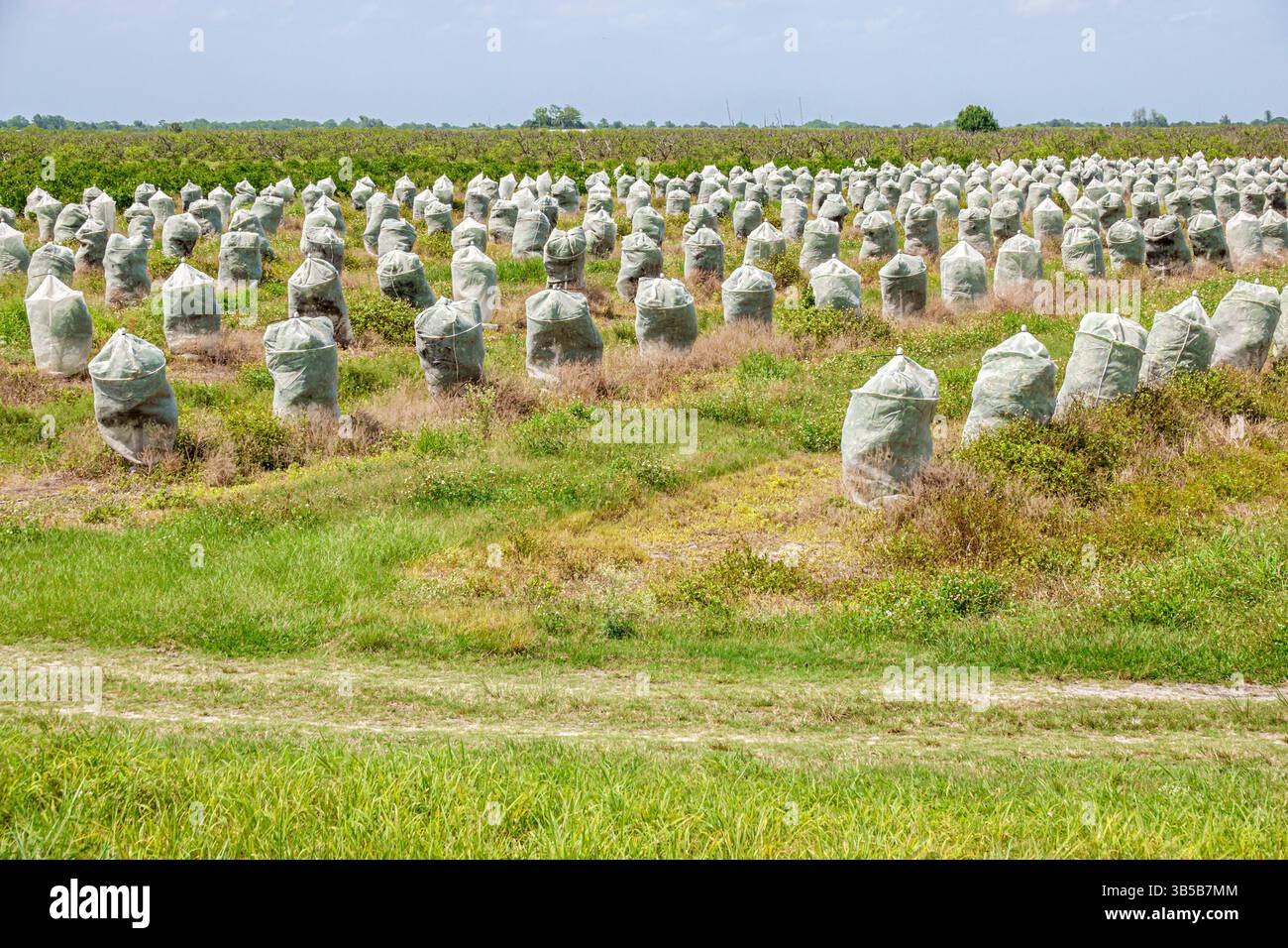 Indian River County Florida,along route 60,agriculture protection ...
