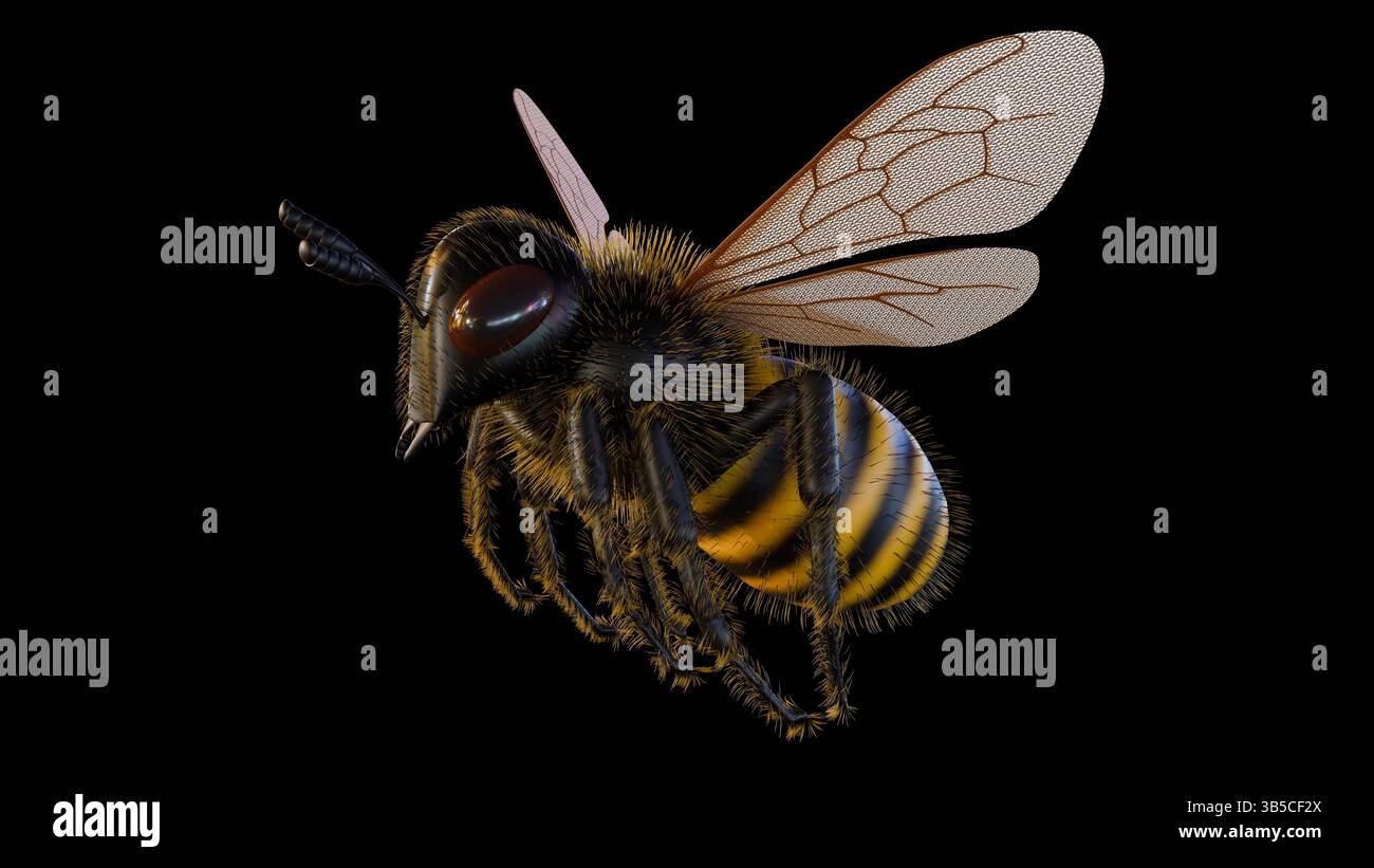 A 3d rendering of a honeybee, with its two sets of wings extended, The ...