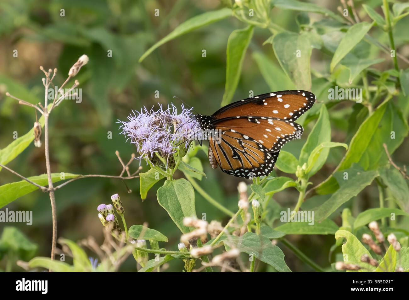 Lepodopterid hi-res stock photography and images - Alamy