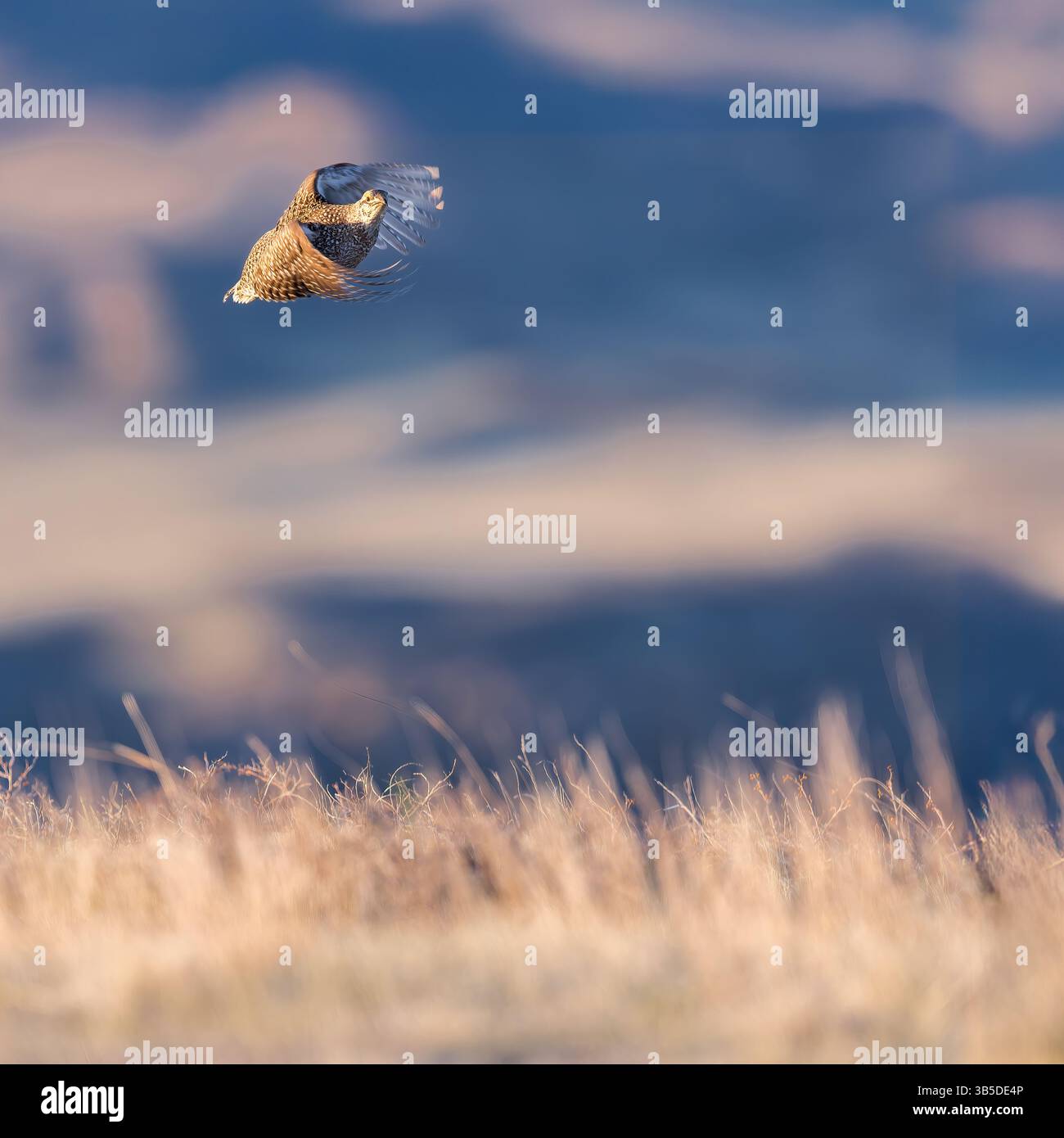 Sharp tailed grouse dance hi-res stock photography and images - Alamy