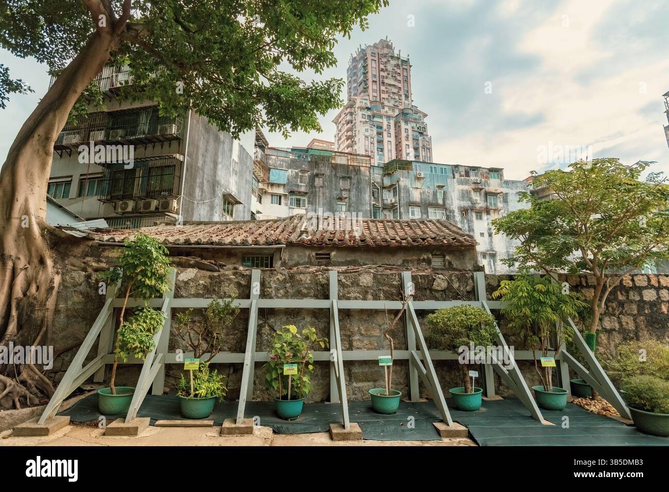Bonsai tree collection in the Camoes Garden in Macau Stock Photo - Alamy