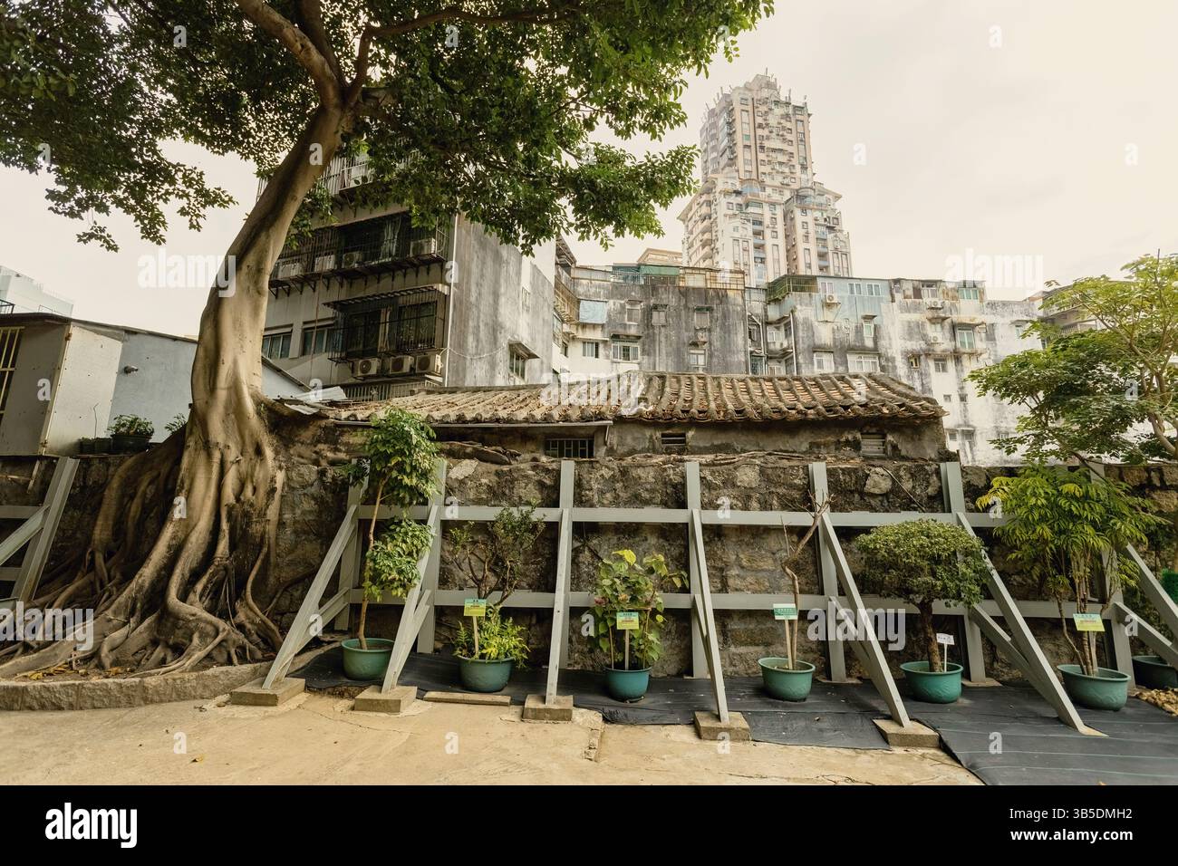 Bonsai tree collection in the Camoes Garden in Macau Stock Photo - Alamy