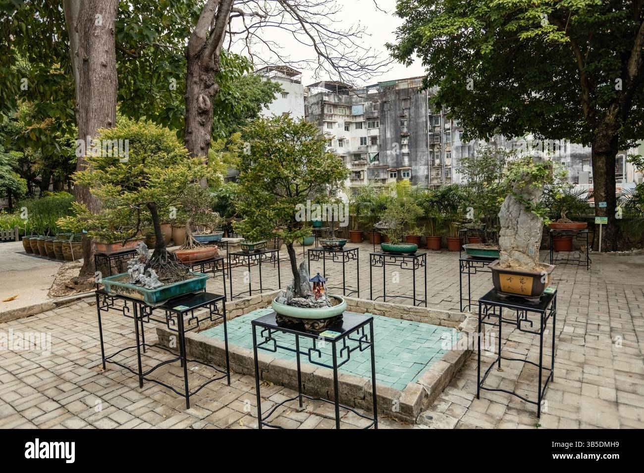 Bonsai tree collection in the Camoes Garden in Macau Stock Photo - Alamy