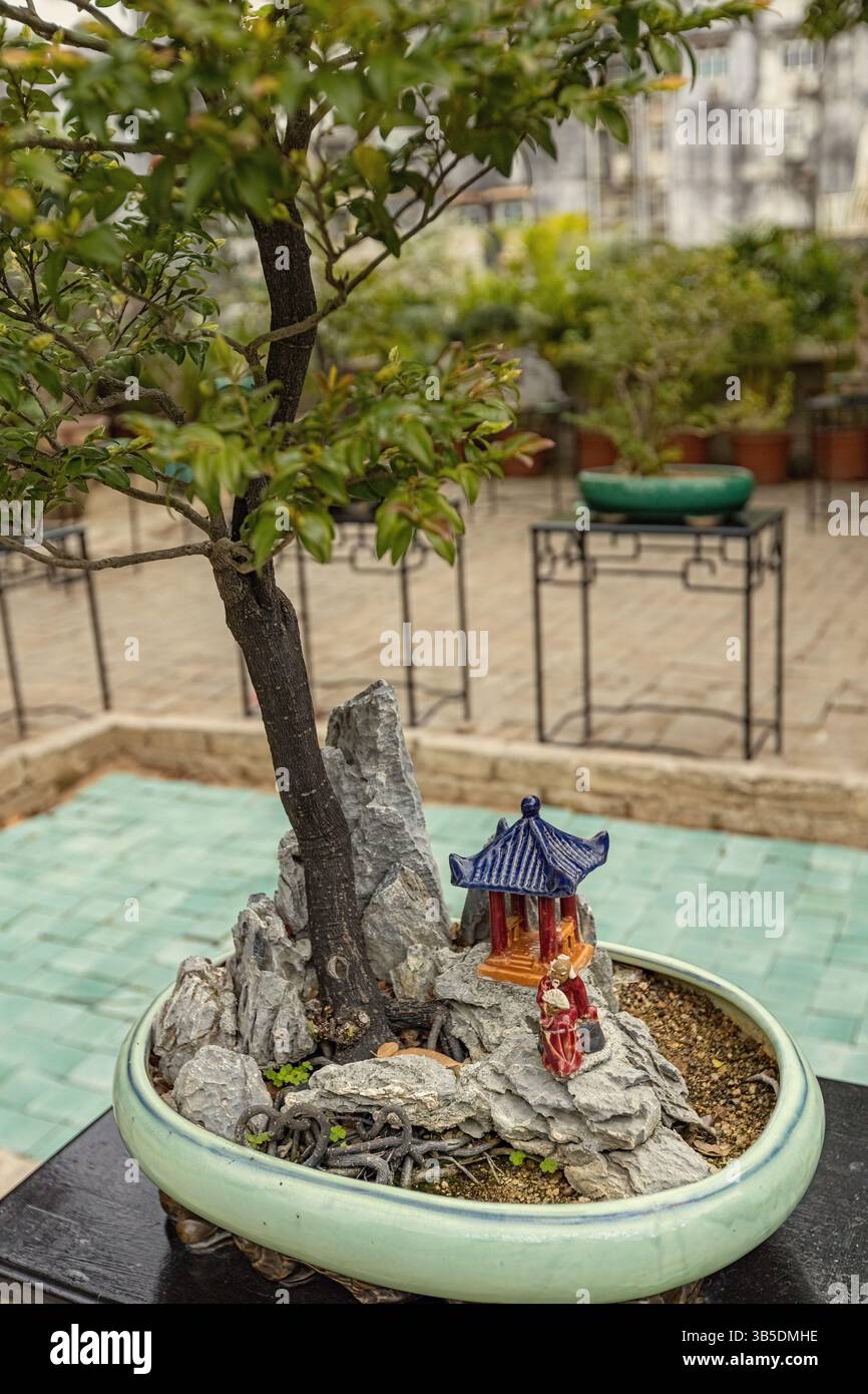 Bonsai tree collection in the Camoes Garden in Macau Stock Photo - Alamy