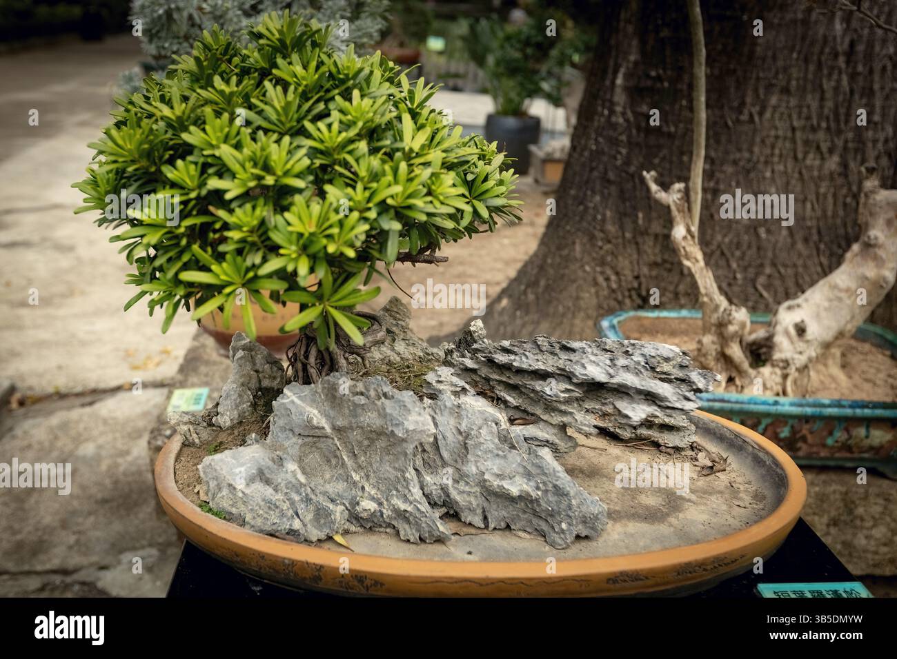Bonsai tree collection in the Camoes Garden in Macau Stock Photo - Alamy