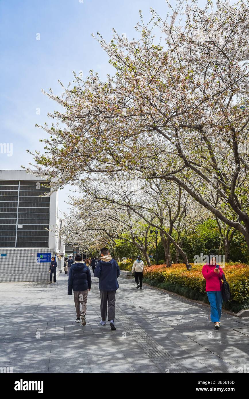Shanghai, China - 1 April 2025: Spring scene with cherry blossoms along ...