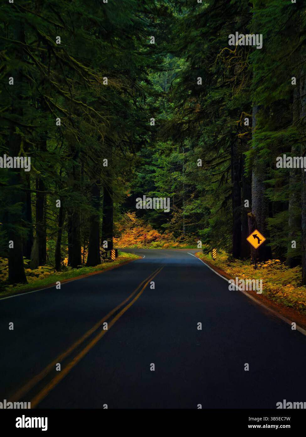 Empty road winding through a lush, dark forest. Atmospheric drive ...