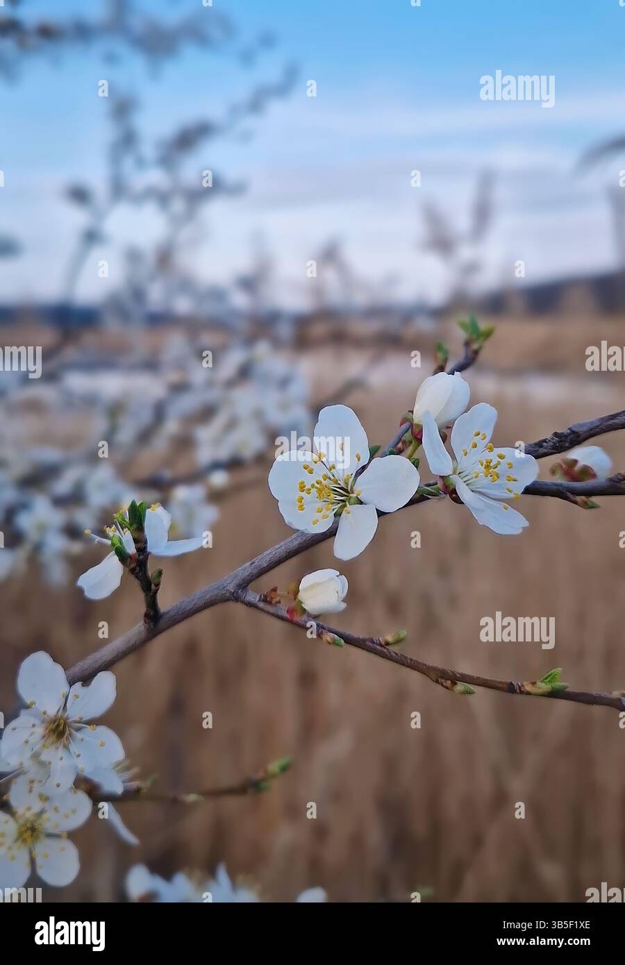 Closeup blooming tree twig adorned with white blossoms against a ...