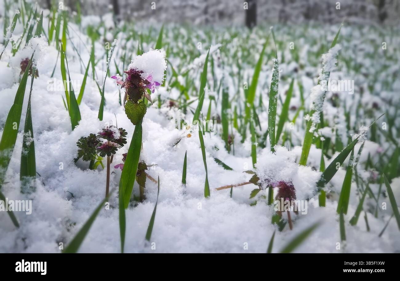 Grass fore ground hi-res stock photography and images - Alamy