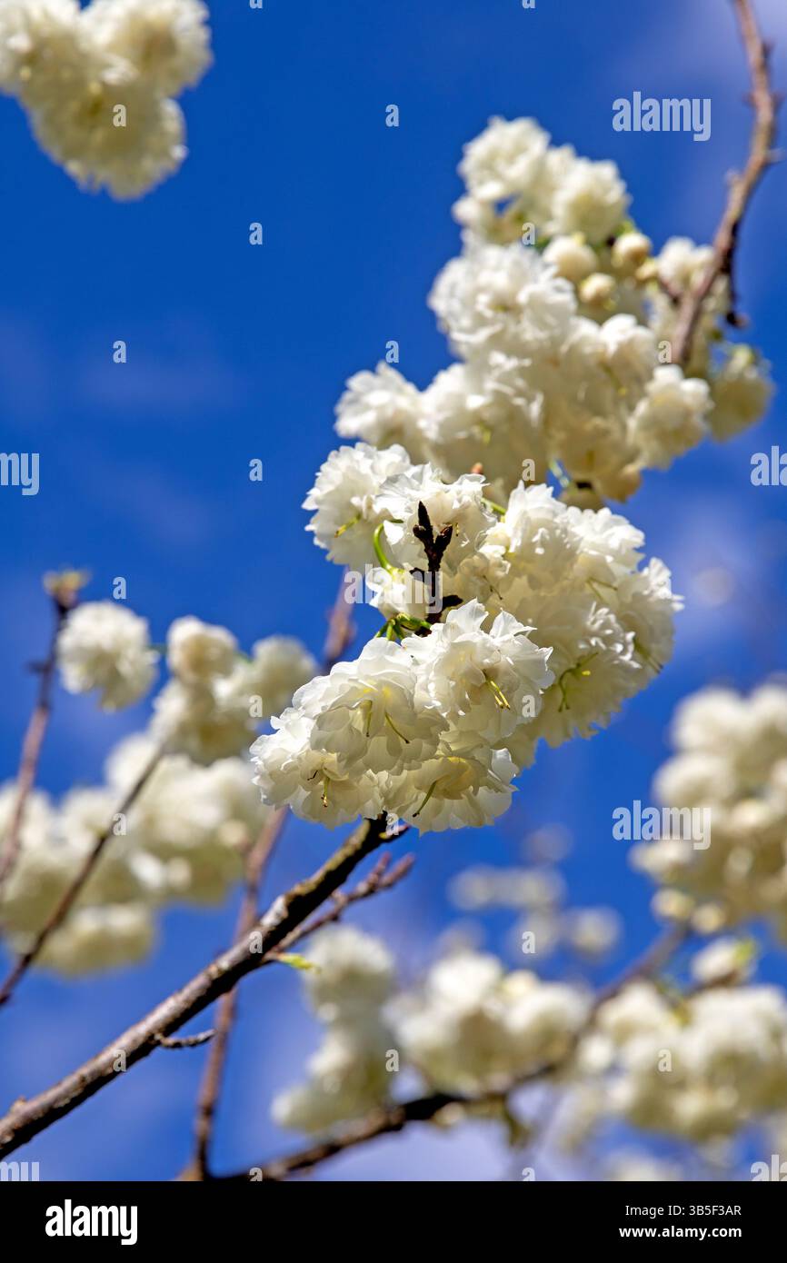 Cherry blossom, Formosan Aboriginal Culture Village Stock Photo - Alamy