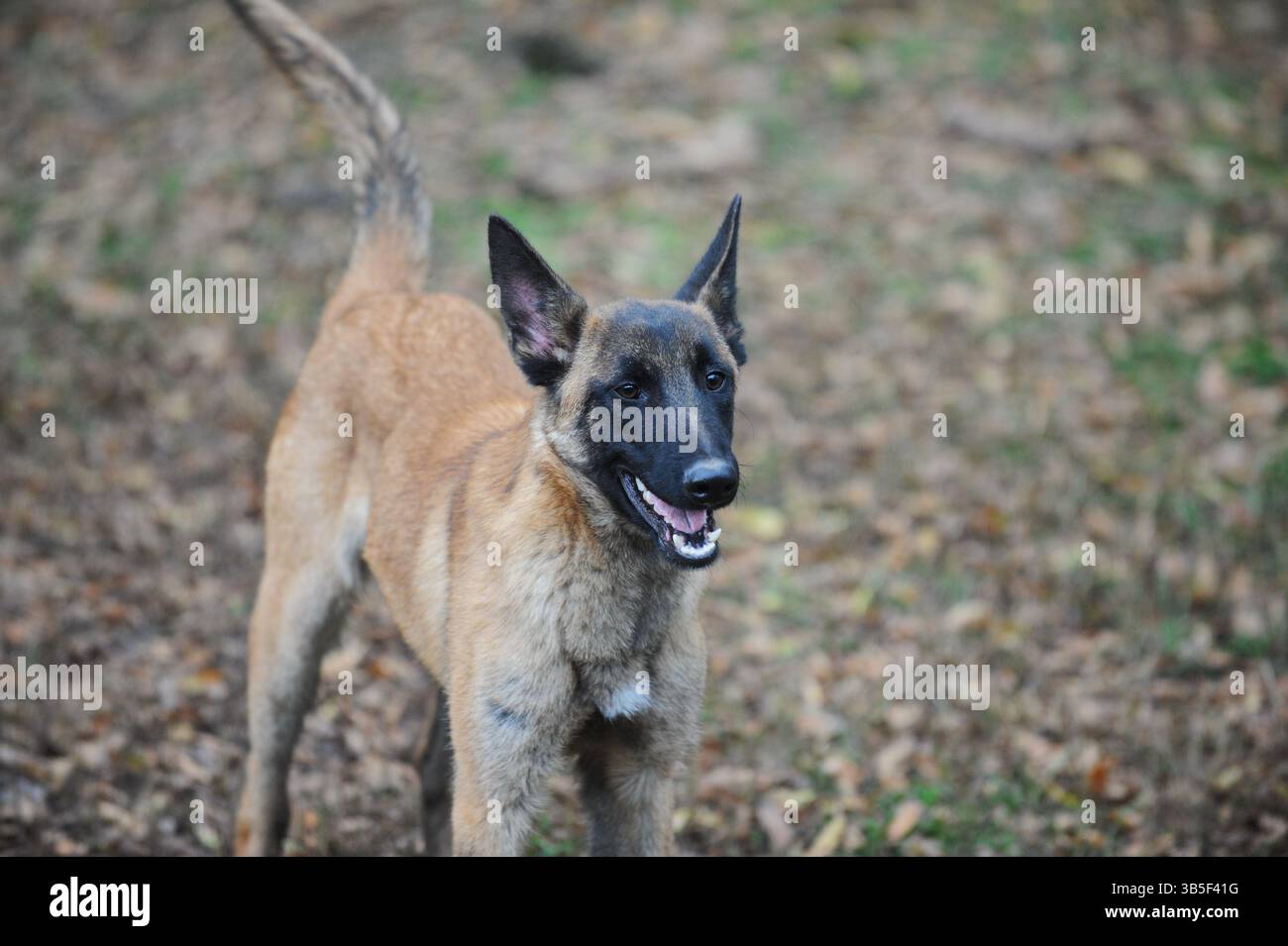 Training of service dogs for protection and execution of tasks Stock ...