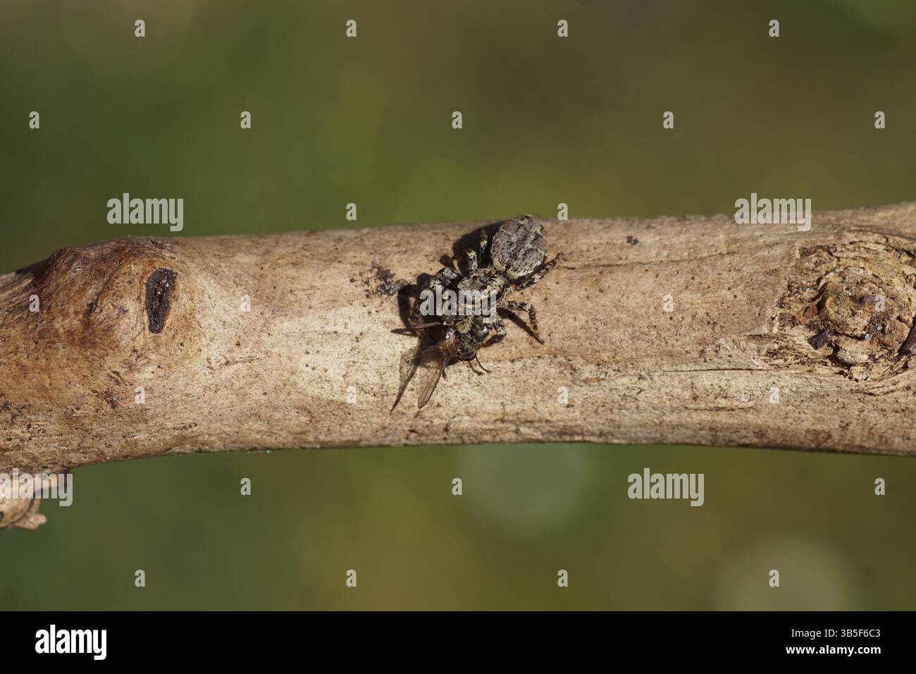 Fencepost jumping spider (Marpissa muscosa) with a fly as prey. Family ...