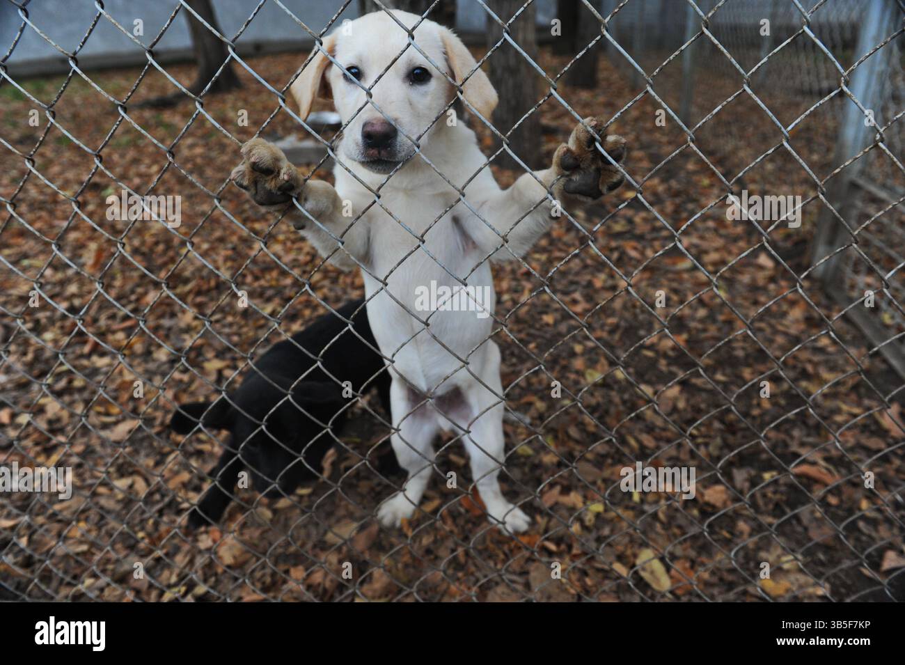 Training of service dogs for protection and execution of tasks Stock ...