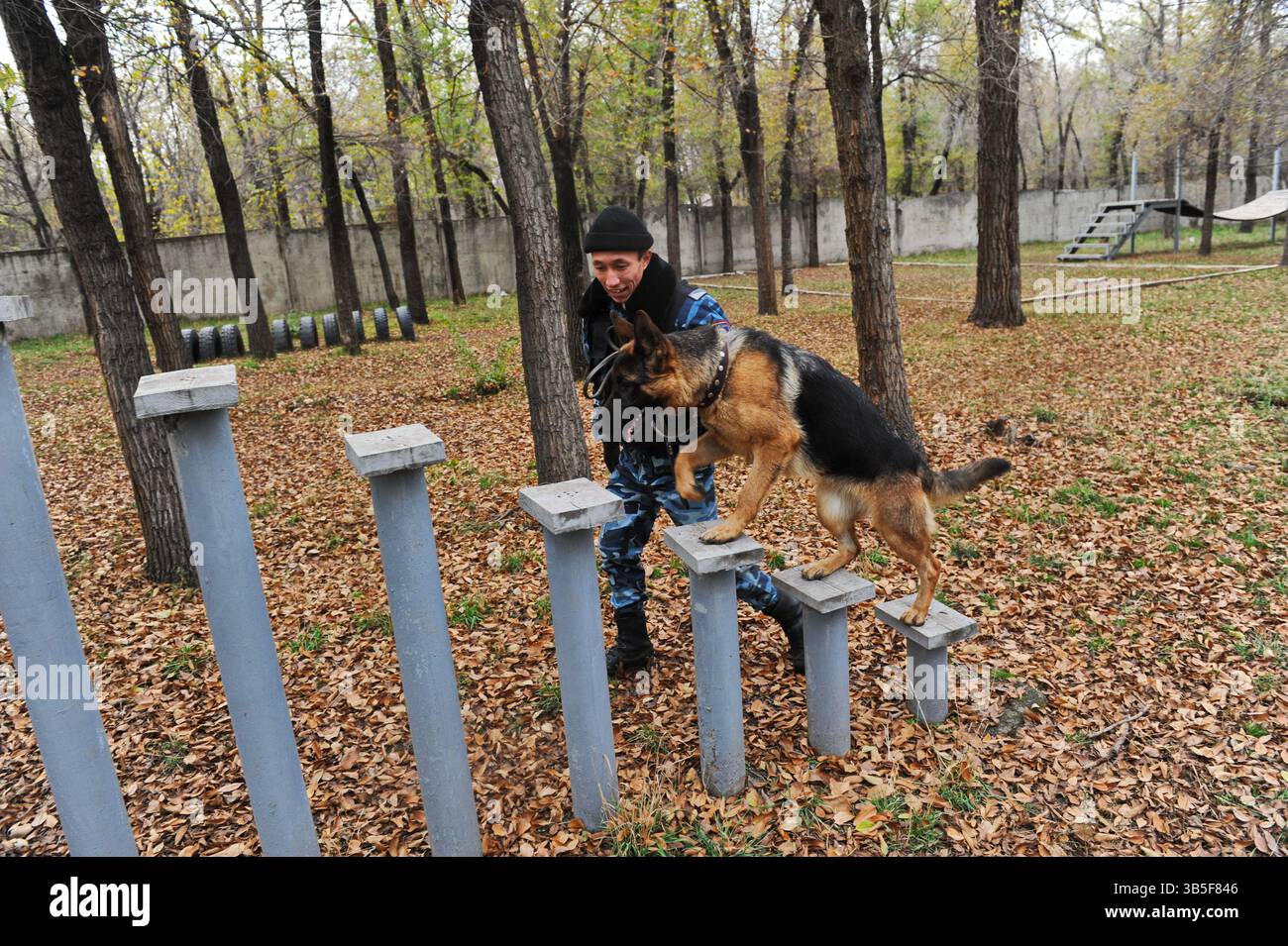 Training of service dogs for protection and execution of tasks Stock ...