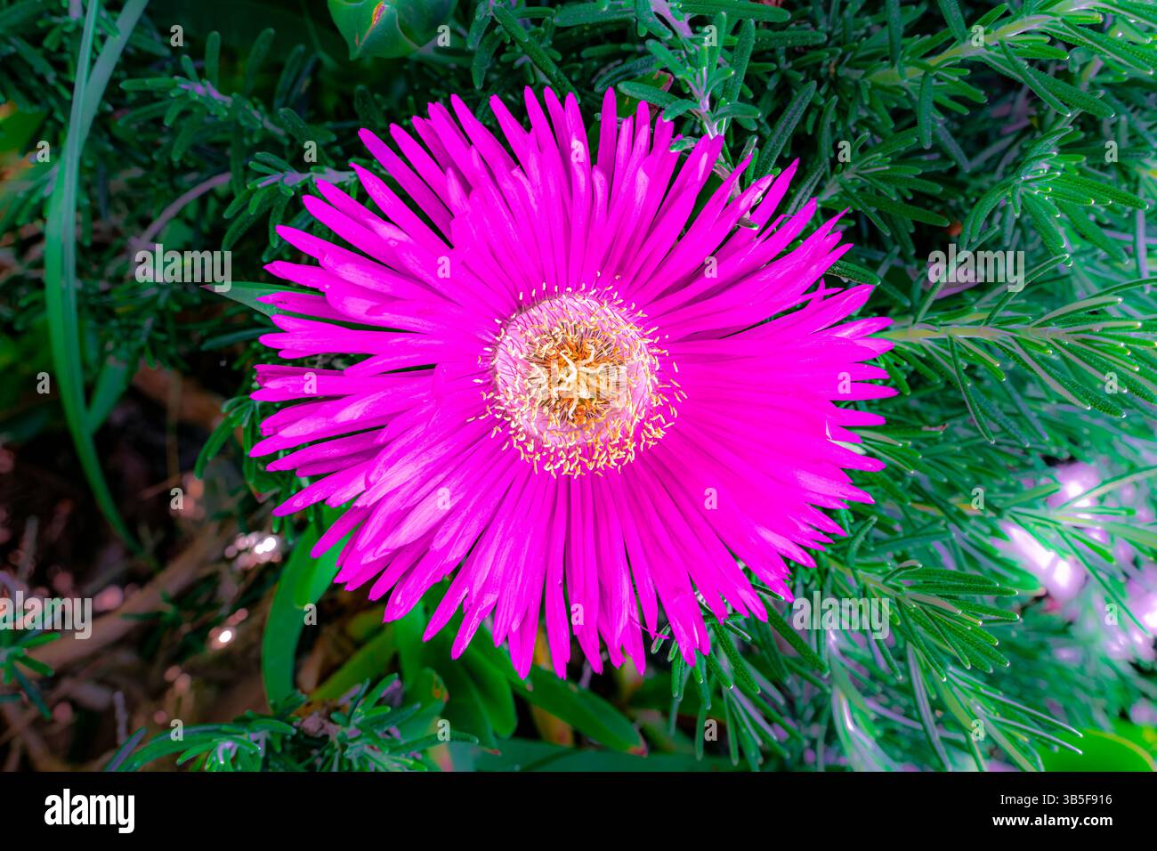 Bright pink pigface hi-res stock photography and images - Alamy