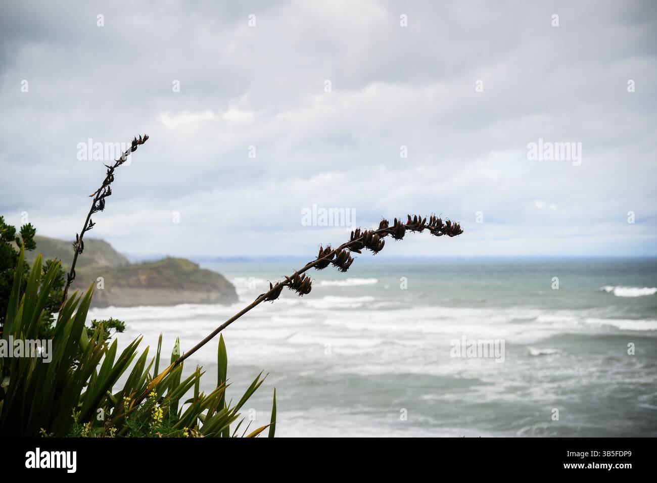 Dried Native New Zealand Flax (Harakeke) flowers at Mokau beach ...