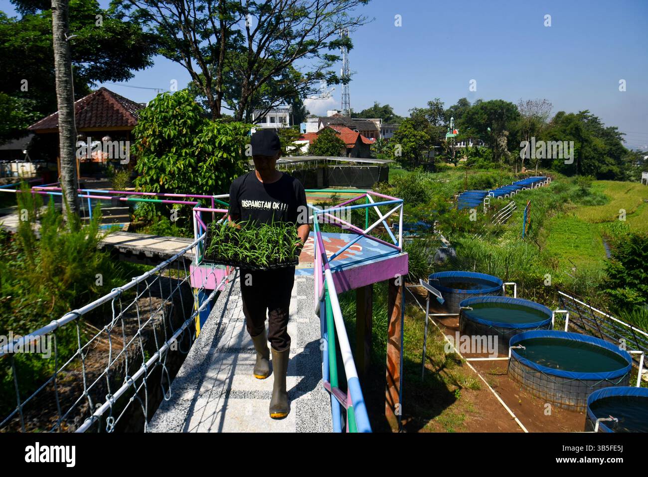 Bandung, West Java, Indonesia. 2nd May, 2025. A worker carries seed ...
