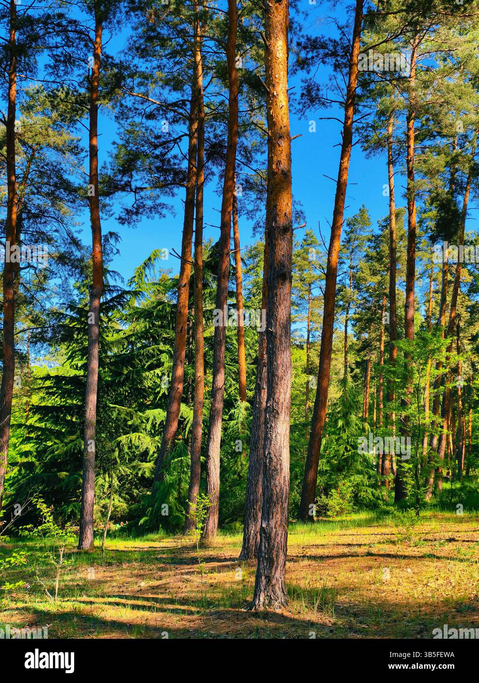 Sunlit Pine Forest: Vertical Composition of Tall Pine Trees with Reddish-Brown Trunks Against ...