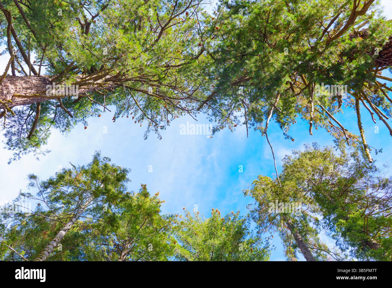 Wide-angle view of towering Sequoia trees with a clear blue sky above ...