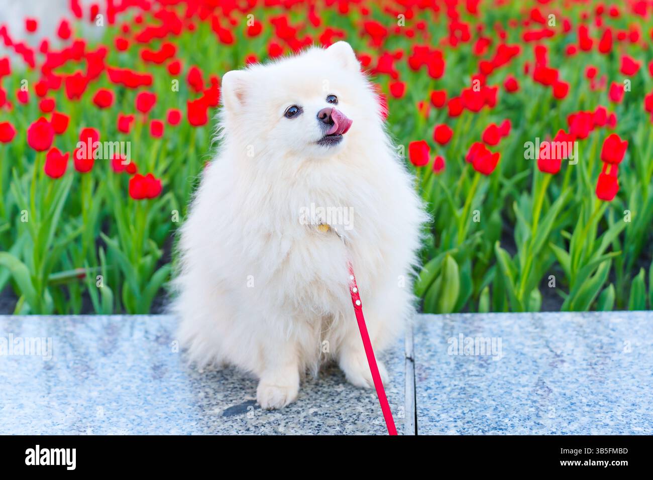 Fluffy white Pomeranian dog sits on a stone pathway surrounded by ...