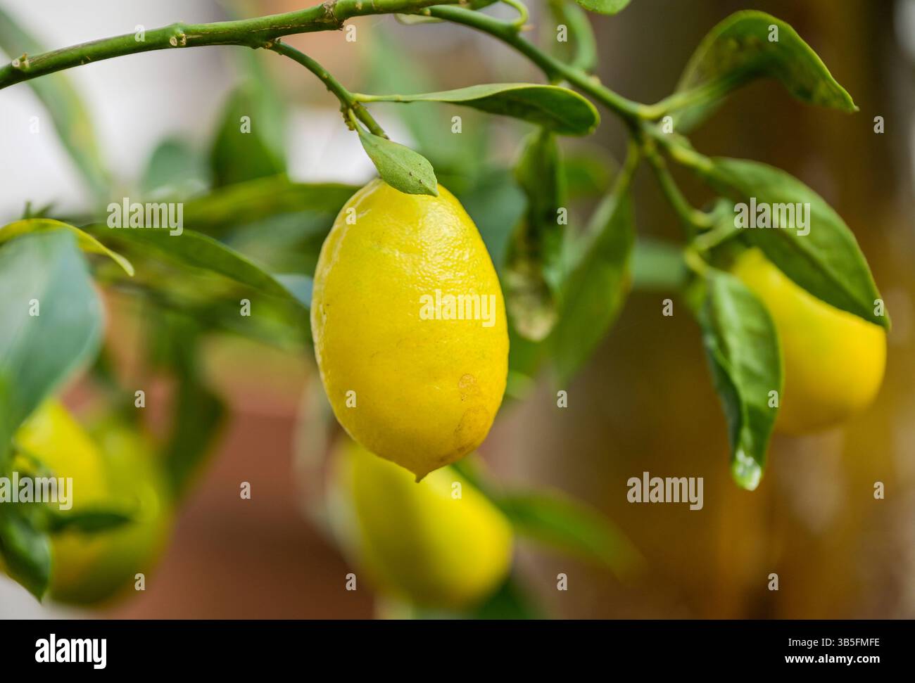 Zitrone am Strauch, Teneriffa, Spanien *** Lemon on a bush, Tenerife ...