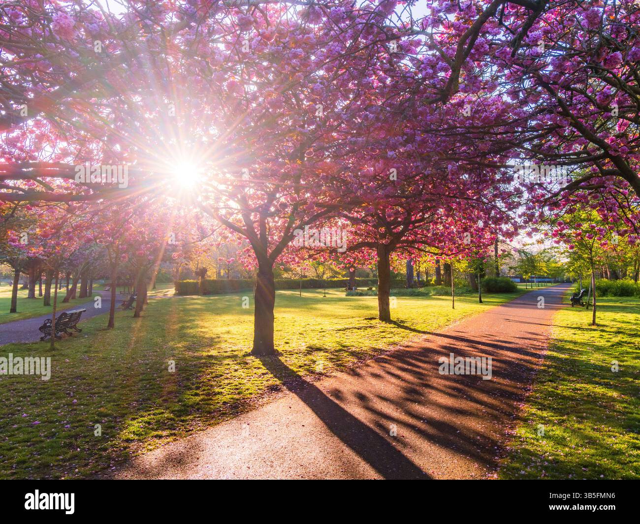 Sunrise through the cherry blossoms in Herbert Park Stock Photo - Alamy