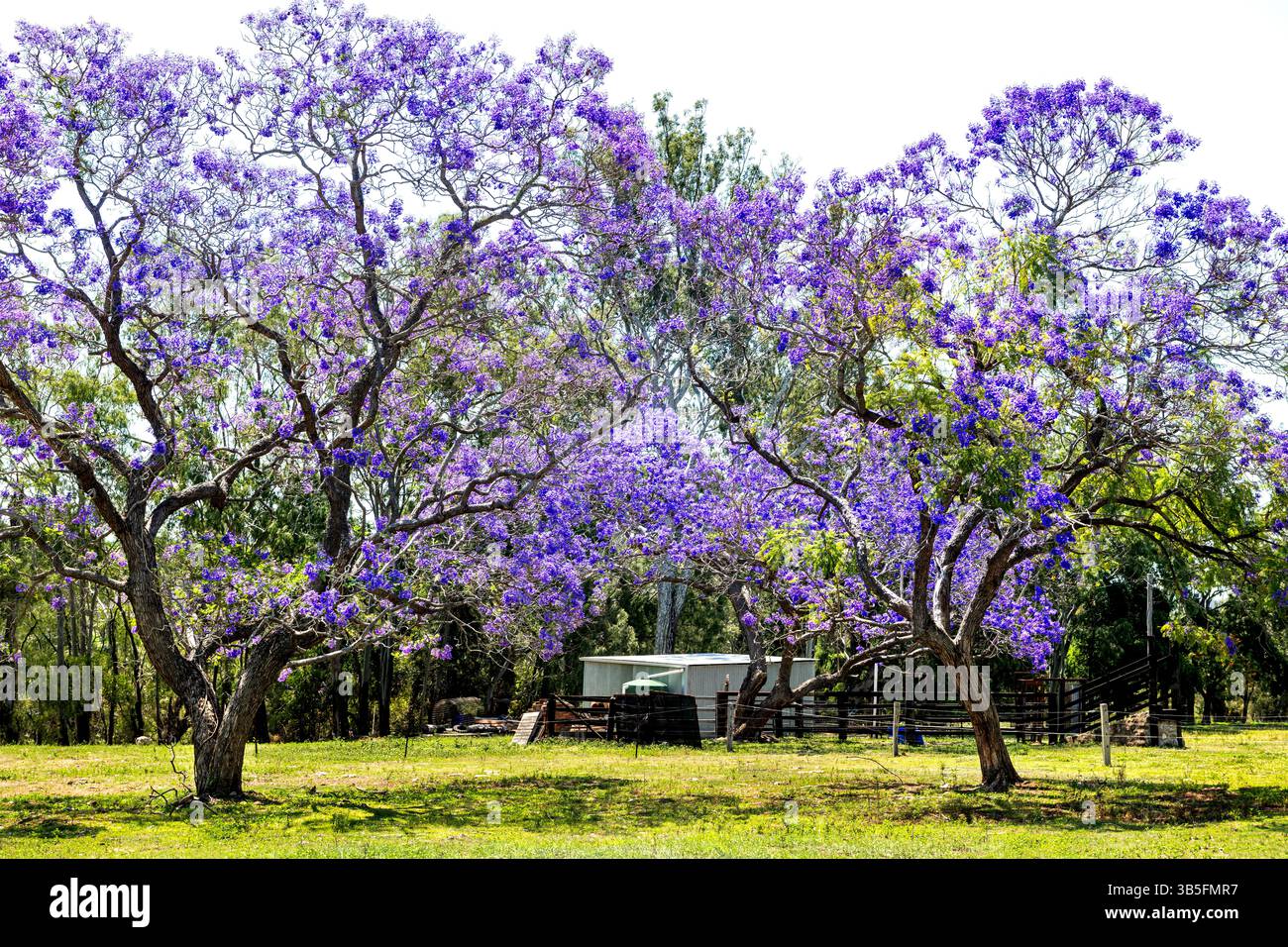 Jacaranda trees in bloom with their typical purple blossom Stock Photo ...