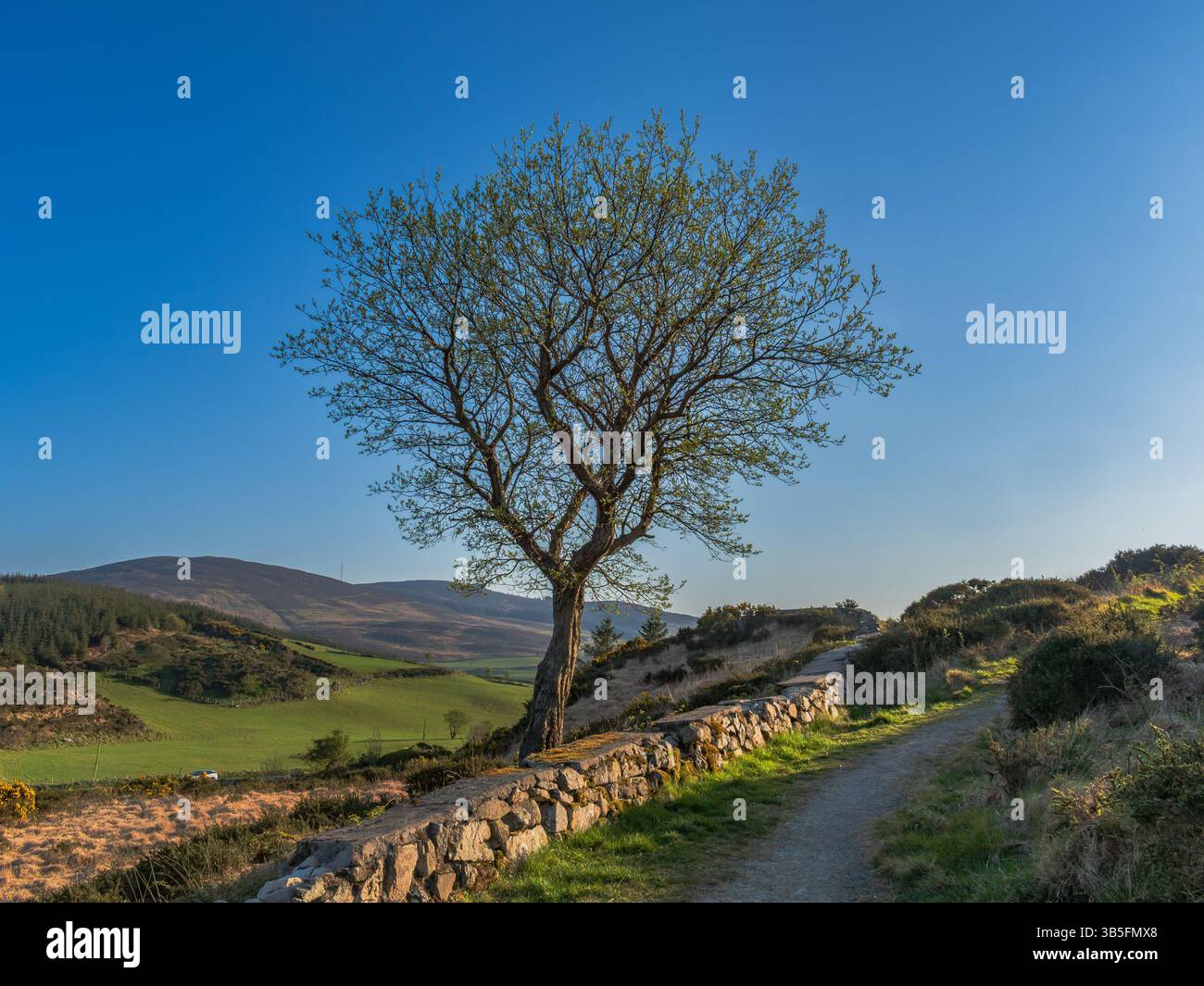 Blue sky over a tree at the Flagstaff Viewpoint Stock Photo - Alamy