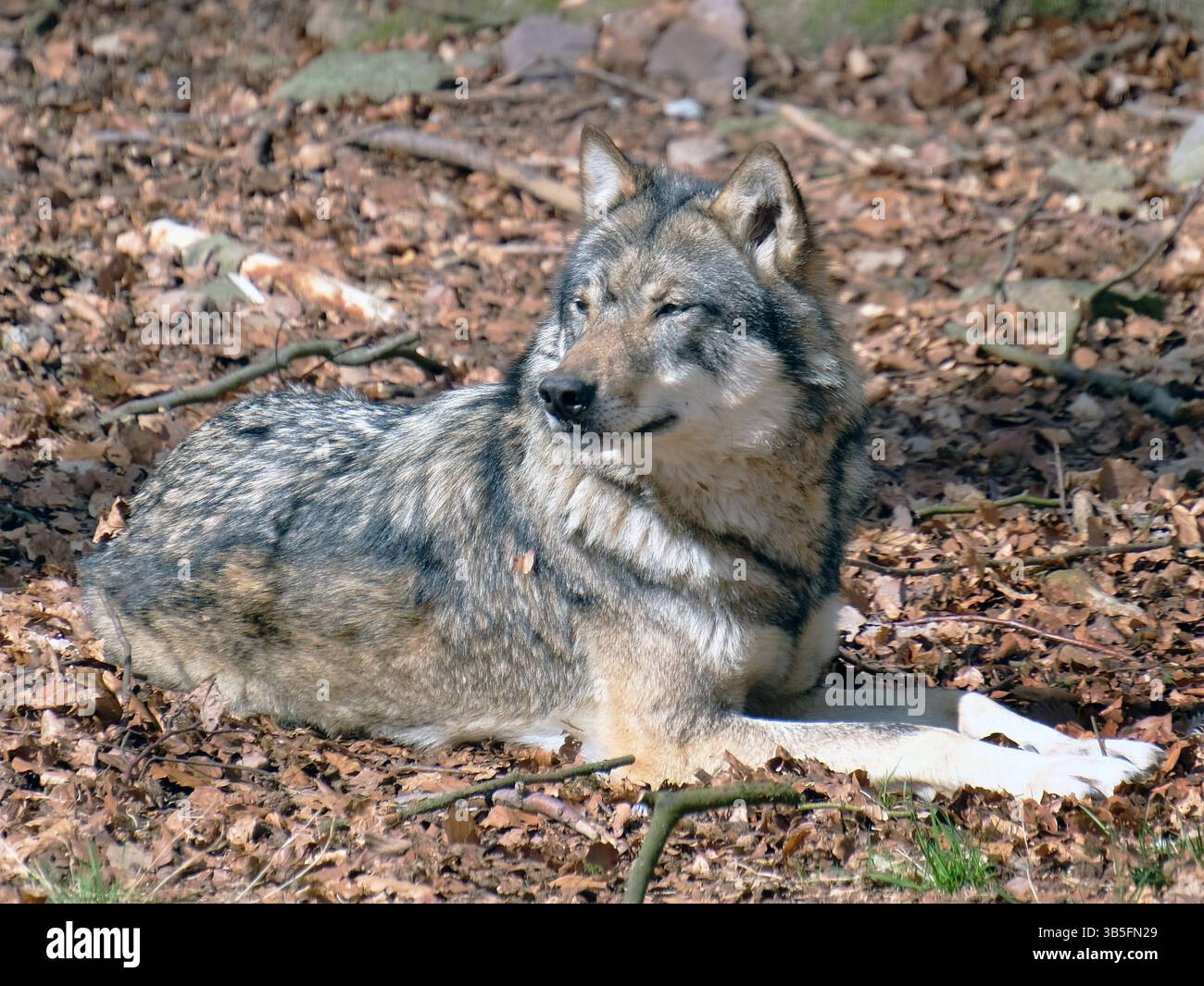 Wolf-Europaeischer Grauwolf in Deutschland in Aktion. Wolf-Grauwolf ...