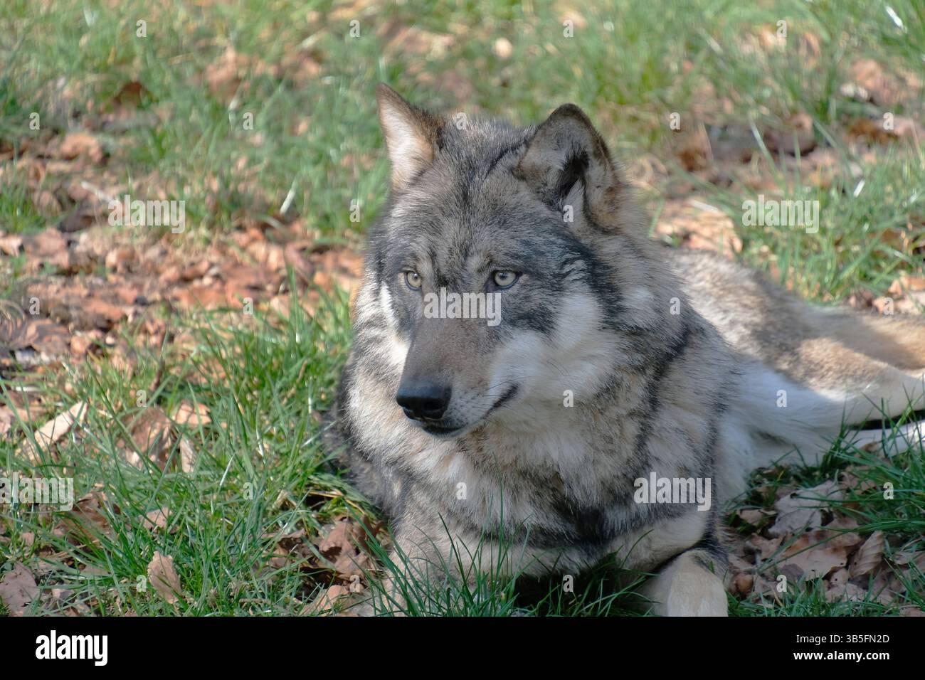 Wolf-Europaeischer Grauwolf in Deutschland in Aktion. Wolf-Grauwolf ...