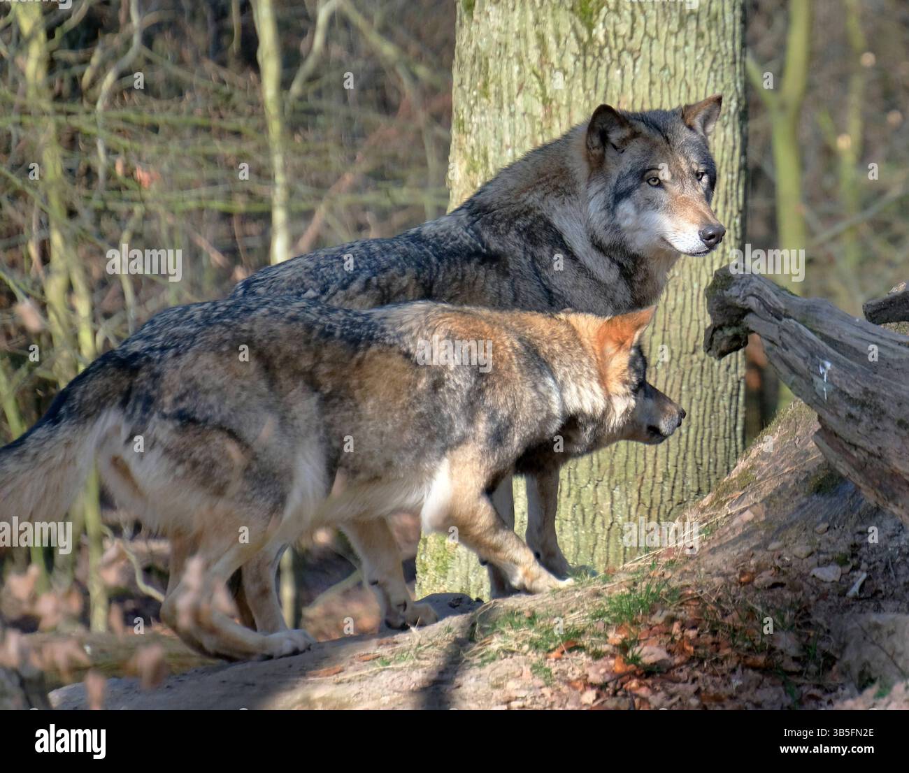 Wolf-Europaeischer Grauwolf in Deutschland in Aktion. Wolf-Grauwolf ...