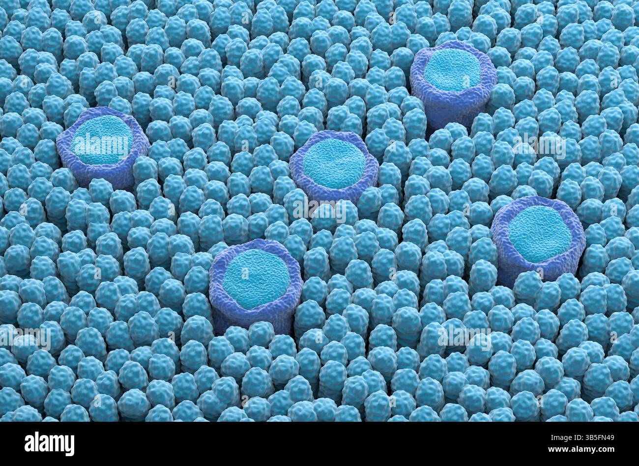 Taste buds - isometric view 3d illustration Stock Photo - Alamy