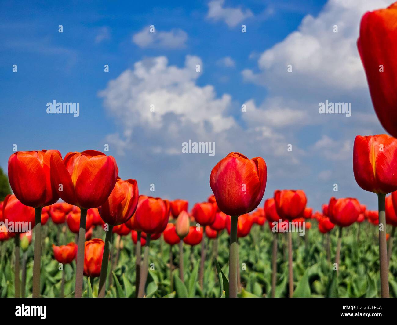 Blue white flowers gently sway hi-res stock photography and images - Alamy