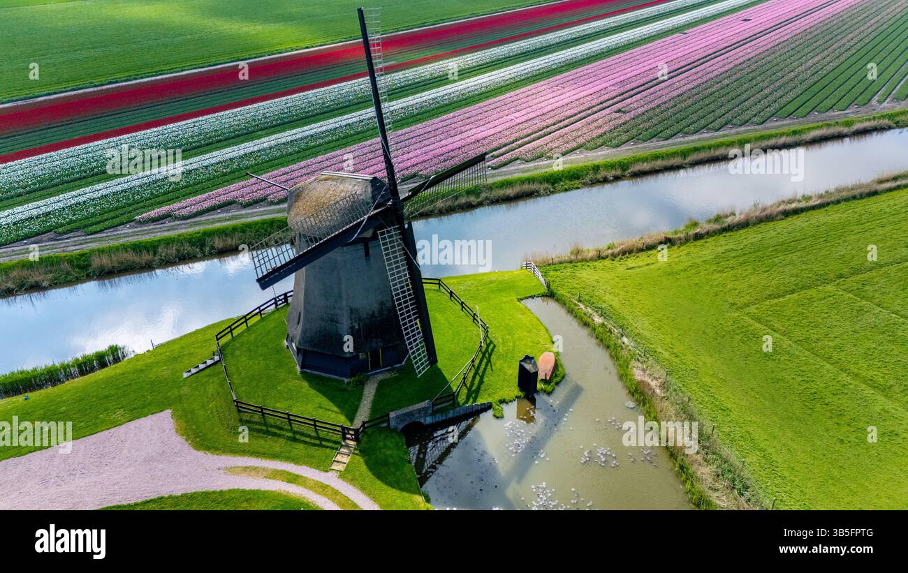 Explore the breathtaking views of tulip fields in the Netherlands ...