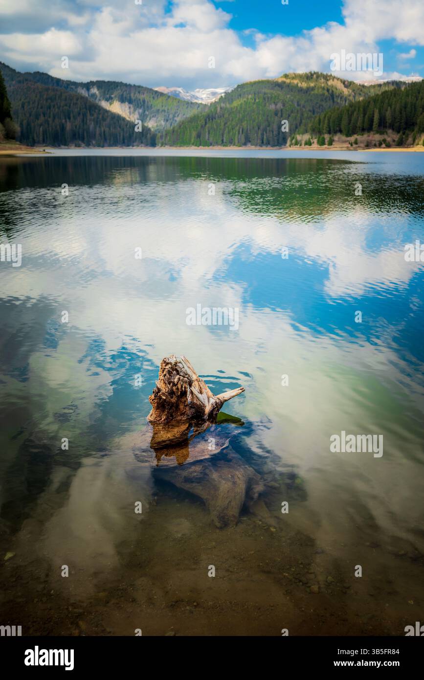 Broken log on the lake surface Stock Photo - Alamy