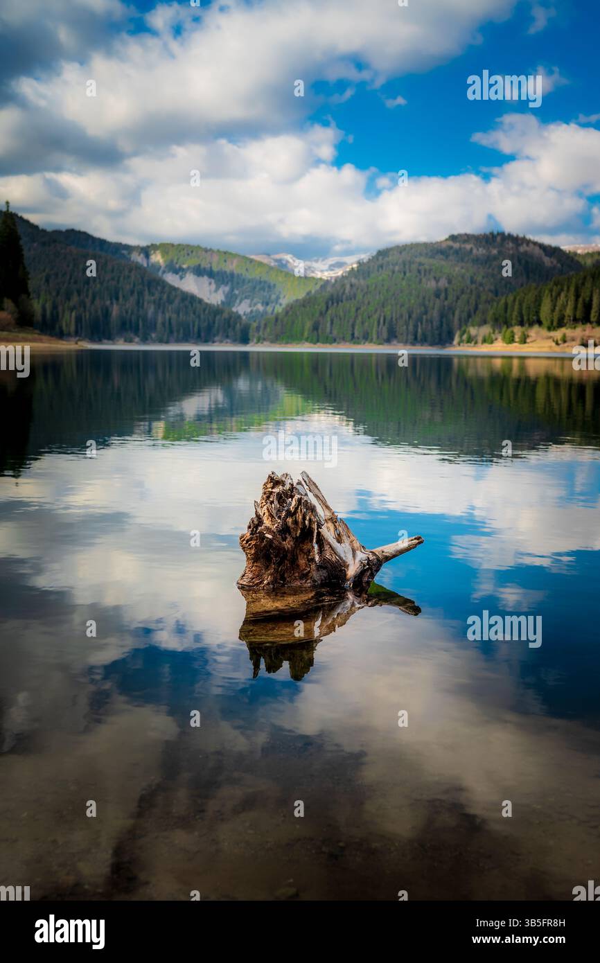 Broken log on the lake surface Stock Photo - Alamy