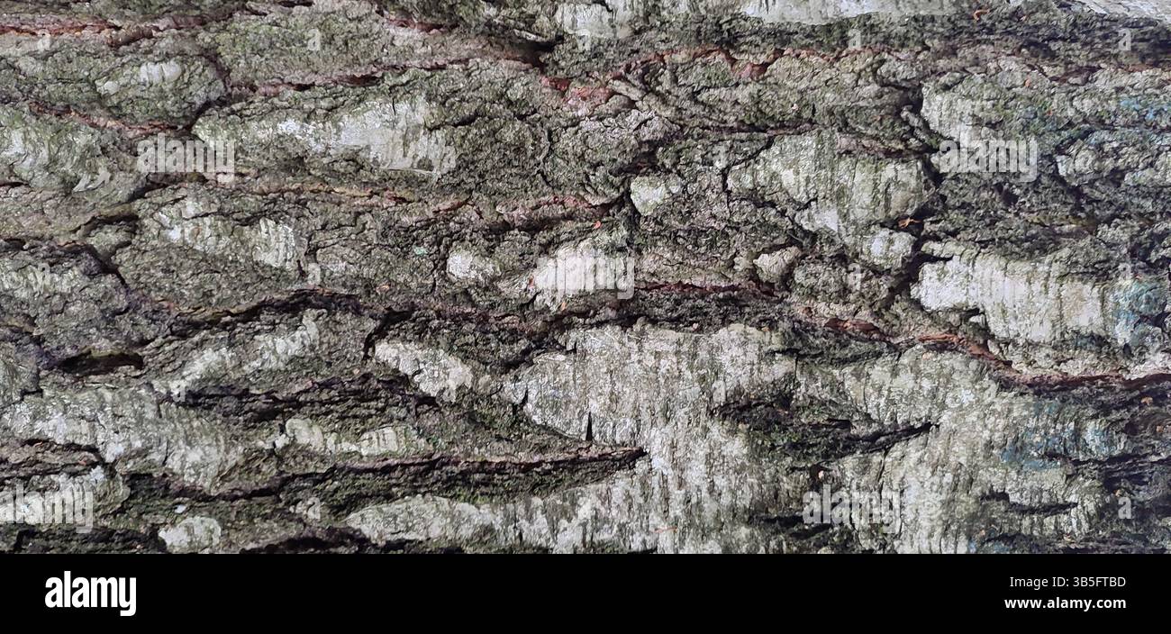 Tree bark texture. Birch bark, close-up. Trees of temperate continental climate Stock Photo - Alamy