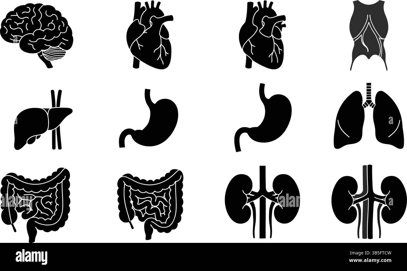 Minimalistic organ icons hi-res stock photography and images - Alamy