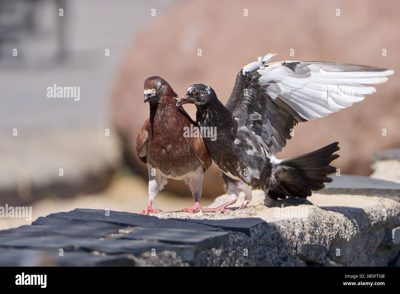Pigeon love display hi-res stock photography and images - Alamy