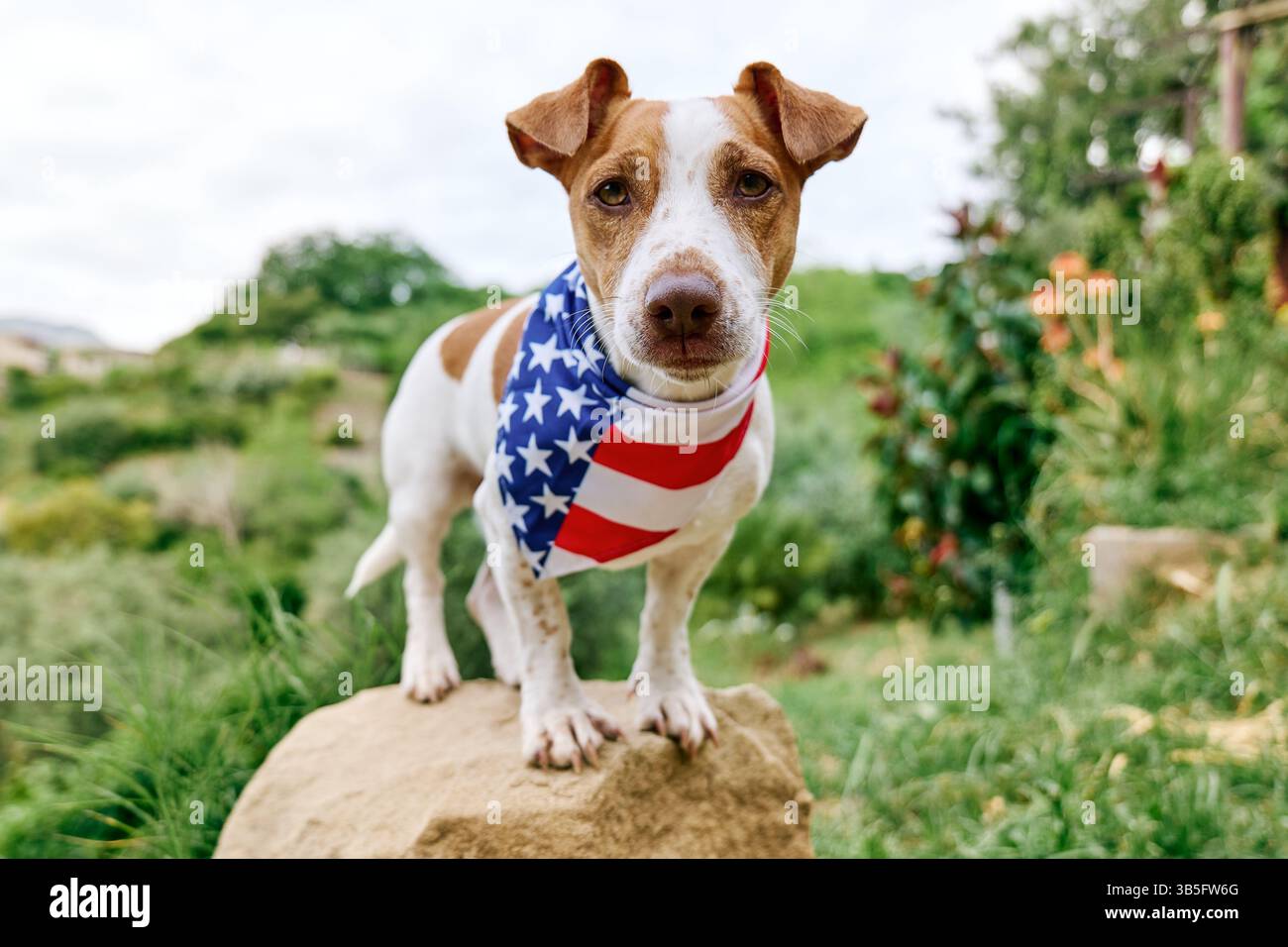 Jack Russell Terrier dog wearing American flag bandana poses in nature ...