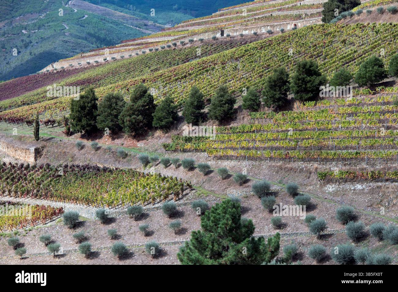 The Upper Douro Valley is one of Europe's oldest established wine ...