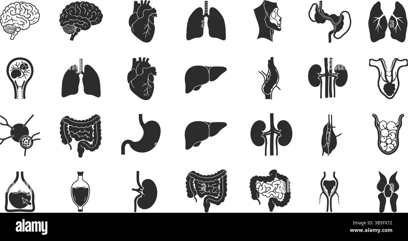 Lungs diagram Black and White Stock Photos & Images - Alamy