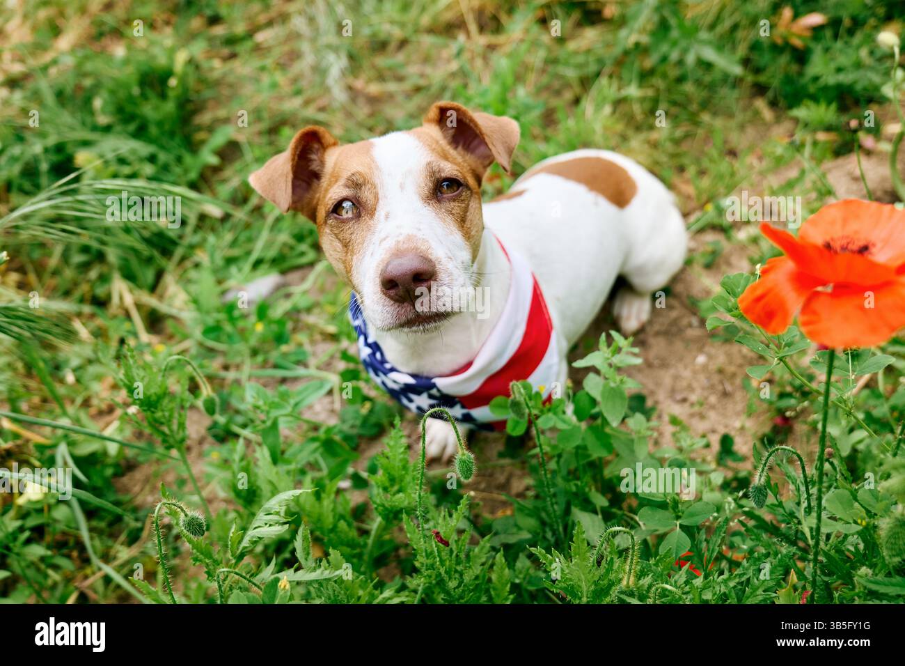 Jack Russell Terrier dog wearing American flag bandana poses in vibrant ...