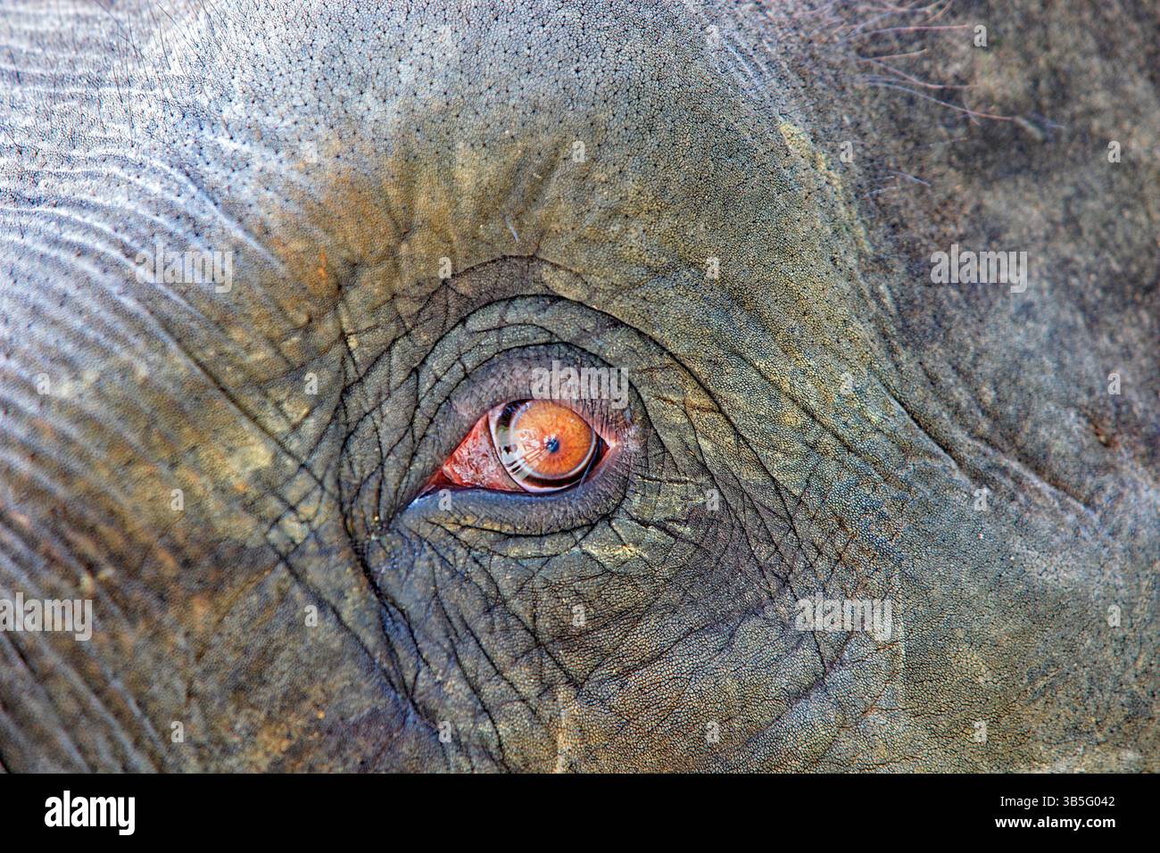 Full body elephant hi-res stock photography and images - Alamy